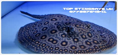 Mini Marble Motoro Male Mini Marble Stingrays Stingrays Uk Based Freshwater Stingray Specialist