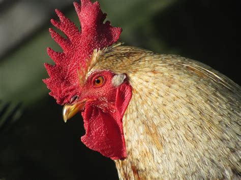 Free Images Bird Flower Red Pink Chicken Rooster Close Up Galliformes Phasianidae