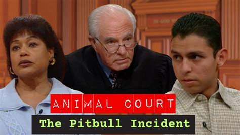 Animal Court The Pitbull Incident Youtube