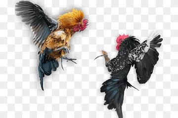 Cockfight Png Images Pngwing