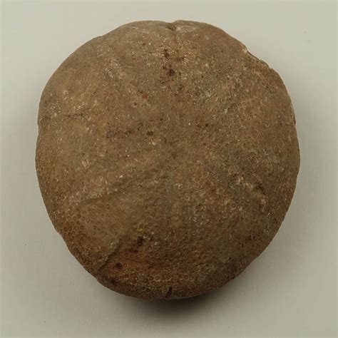 Echinolampas Echinoid Fossils Buy Echinoid Fossils Uk Shop