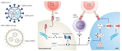 Lipid Nanoparticles And Drug Delivery BOC Sciences