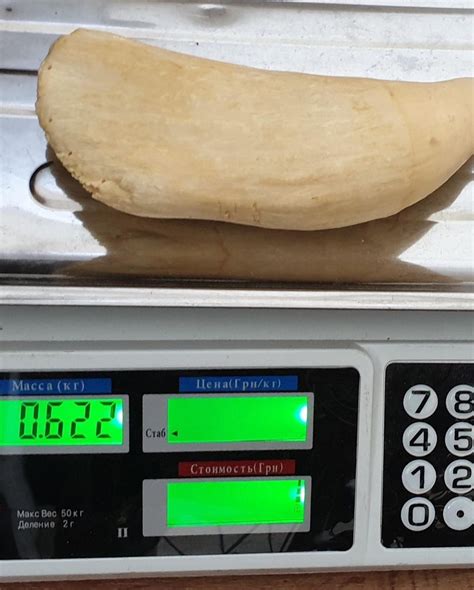 Sperm Whale Tooth Quality Mammoth Ivory