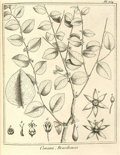 4 Phyllanthaceae Flora Images Picryl Public Domain Media Search