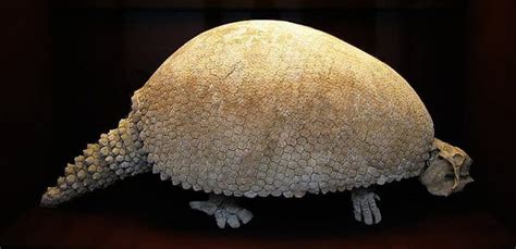 The Freakishly Giant Armadillos Who Lived Alongside Early Humans