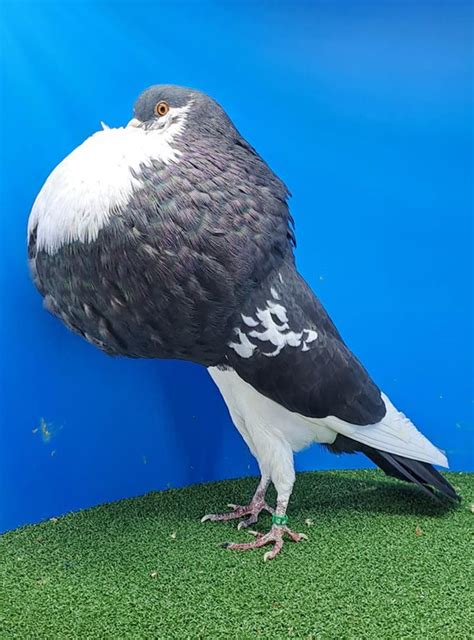 Duiwe Pronk By Duiweskou Oudtshoorn Courant