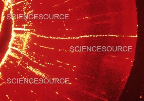 Radial Glia In The Optic Tectum Stock Image Science Source Images