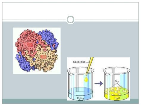 Enzymes Structure And Function Strucpptx