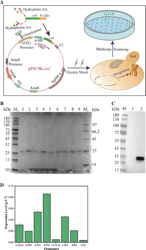 See Legend On Previous Page Download Scientific Diagram