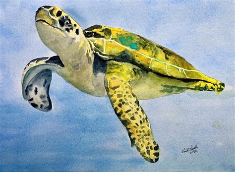 Green Sea Turtle Wetcanvas Online Living For Artists