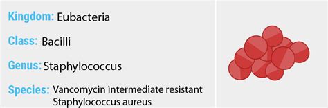 Vancomycin Intermediate Resistant Staphylococcus Aureus Quip Labs