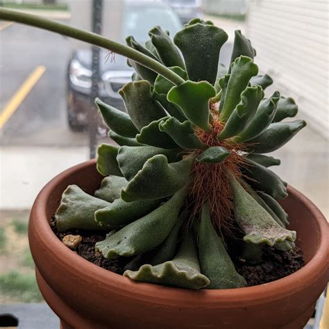What Do I Do About Pillow Feet Crinkle Leaf Plant Root Rot
