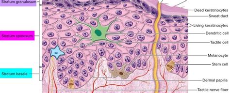 The Epidermis Outermost Layer Of Human Skin Has Four Layers Within Itself The Stratum Corneum
