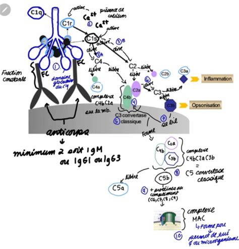 Im Cours 1 P7 Les 3 Voies Dactivation Du Complément Flashcards