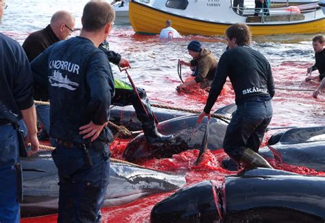 First Grindadráp Of 2025 47 Pilot Whales Killed In Faroe Islands
