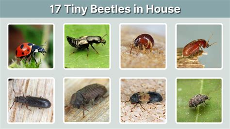 Different Tiny House Bugs