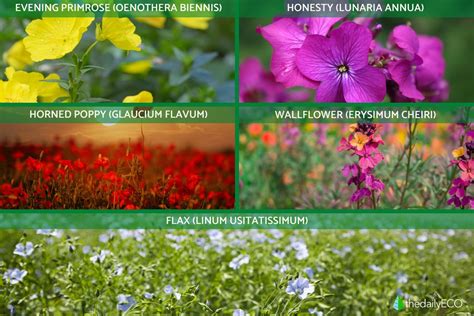 What Are Herbaceous Plants Characteristics Types And Examples