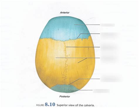 Superior View Of The Calvaria Diagram Quizlet