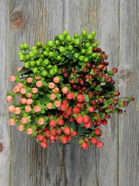 Wholesale Hypericums In Bulk Flowerfarm Fresh Cut Hypericums