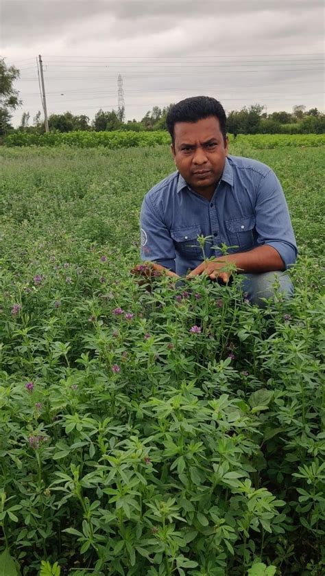Methi Grass Alfa Alfa Rajka Grass By Saividisha Seeds And Agro Amazon