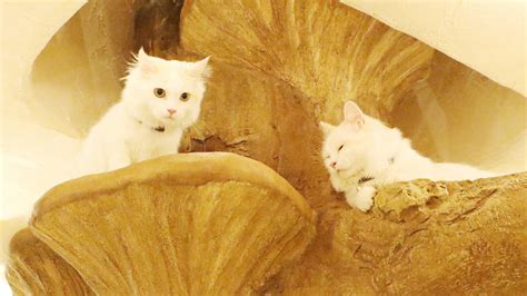 Temari No Oshiro Cat Café Restaurants In Kichijoji Tokyo