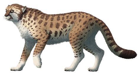 American Cheetah Skeleton