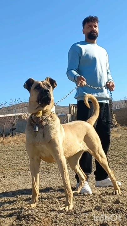 ماده نیلدا🧿نتیجه جو حاجی یولت و جو مرحوم قربان مالک امین صارمی ملایر Youtube