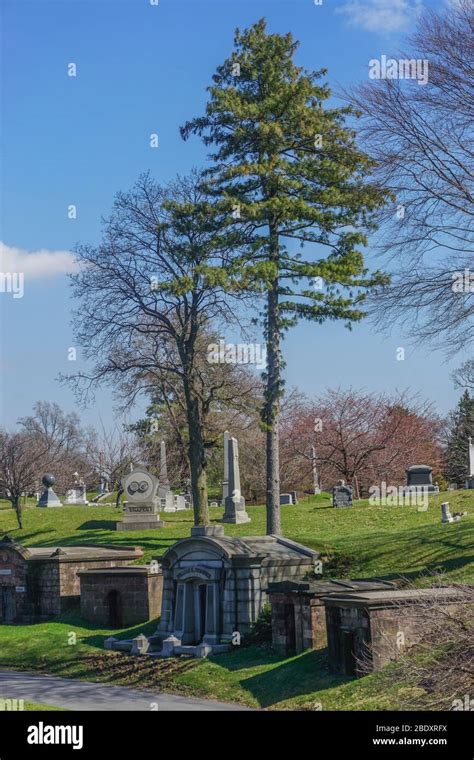 Brooklyn New York Usa Two Tall Trees Tower Over Graves And