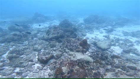 Marine Benthic Instance Segmentation Model By Srushti Conservation