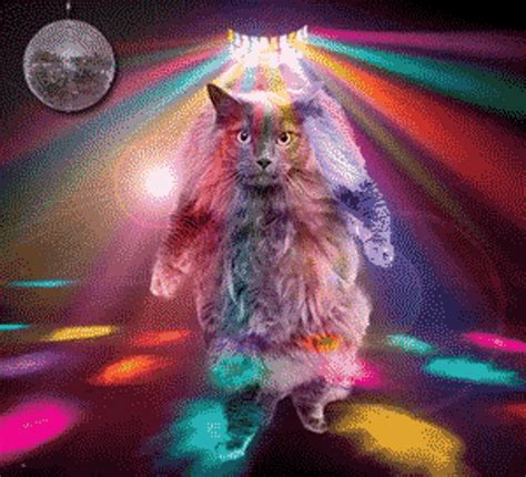 Cats Partying