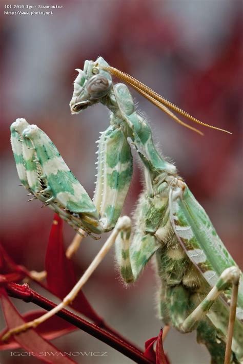 Thistle Mantis Insect Photography Bugs And Insects Beautiful Bugs