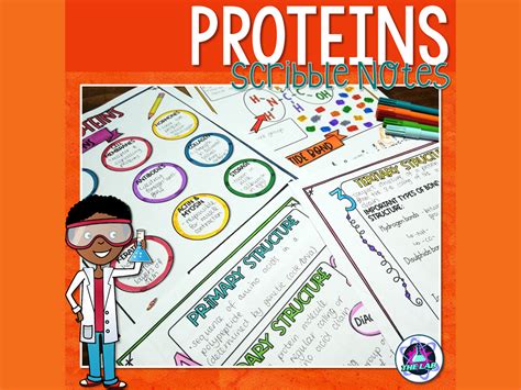 Proteins Scribble Notes Teaching Resources