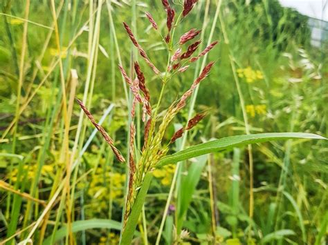 Control Of Johnson Grass At Maddison Chidley Blog