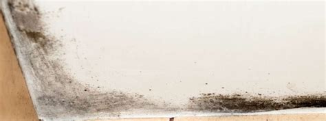 Common Types Of Mould In Uk Homes