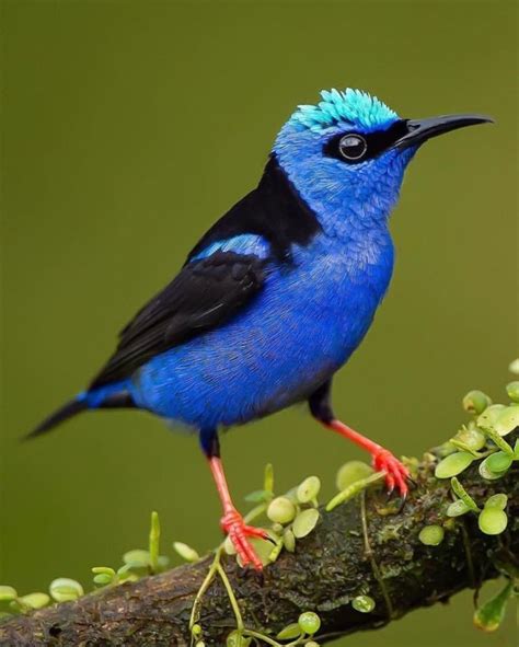 Purple Honeycreeper Cyanerpes Caeruleus The Purple Honeycreeper Is