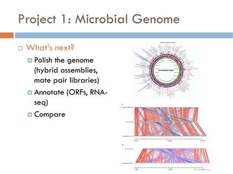 Ppt Next Generation Sequencing Of Microbial Genomes And Metagenomes
