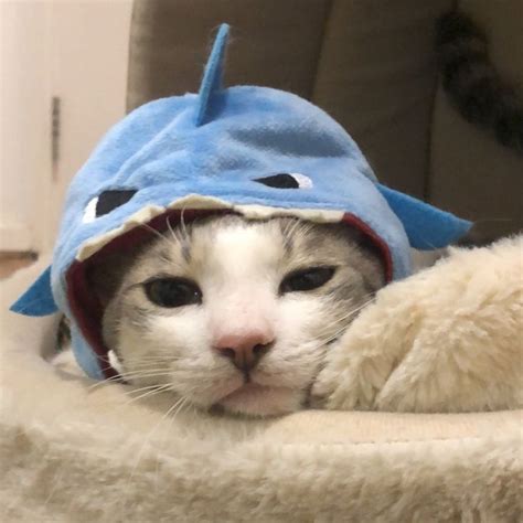 Cute Cat Wearing A Blue Shark Hat Animali Divertenti