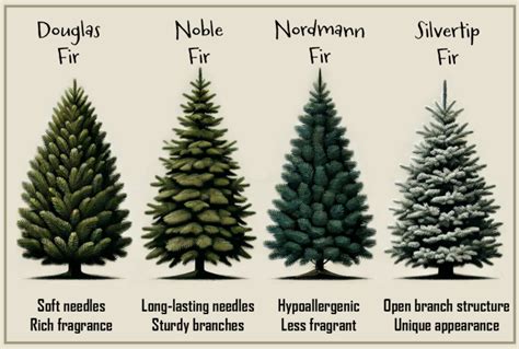 The Joy Of A Fresh Cut Christmas Tree Choosing The Perfect Fir And