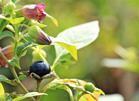 Poisonous Berries ~ A Foragers Guide — Practical Self Reliance