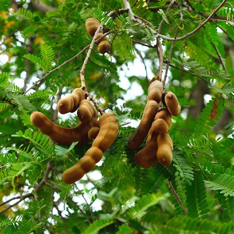Tamarind Tamarindus Indica Flower Leaf Uses Picturethis