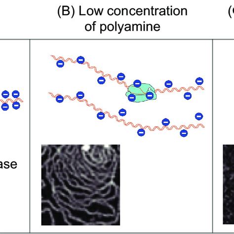 Schematic Representation Of The Nature Of The Interaction Of Polyamine