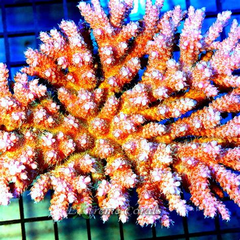 The Beginners Guide To Keeping Acropora Corals What You Need To Know