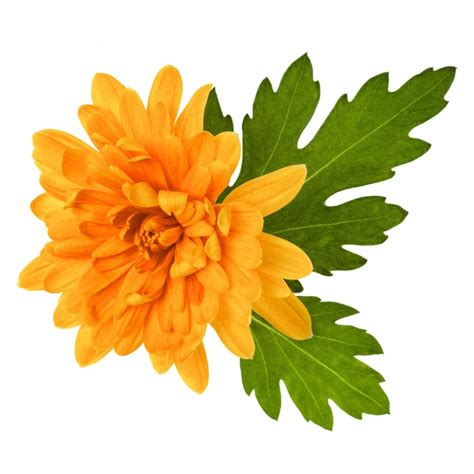 Page 12 Chrysanthemum Leaf Images Free Download On Freepik
