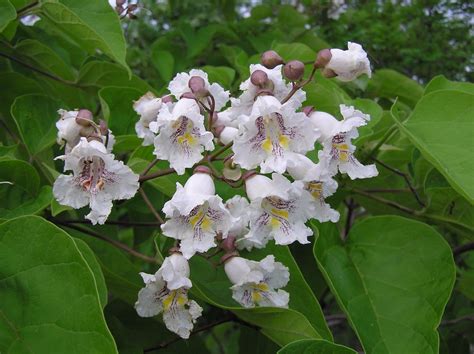 5 Best Catalpa Bean Tree Forget The Leaves See The Pods