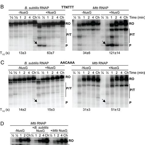 Mtb Rnap Swiveling A Structure Of The Mtb Rnap B Subtilis Nusg Tec