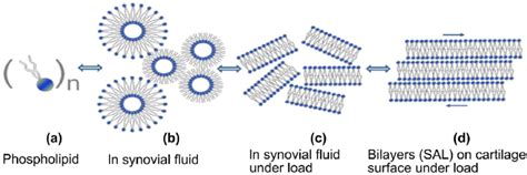 Phospholipid Equilibrium Processes A Solid Phase Phospholipids B Download Scientific