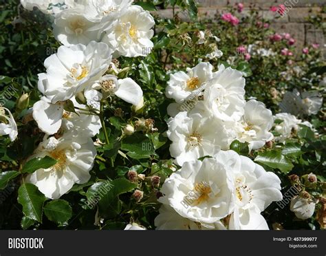 What Is A White Rose Called At Johnny Duffy Blog