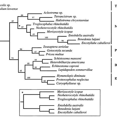 Pdf Phylogenetic Analysis Of The Monogenea And Their Relationships With Digenea And Eucestoda
