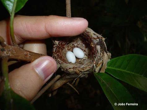 Everything You Need To Know About Hummingbird Eggs Birdastic