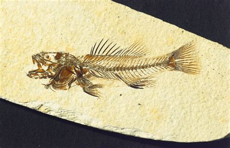 Vertebrate Fossils Fossils And Paleontology U S National Park Service